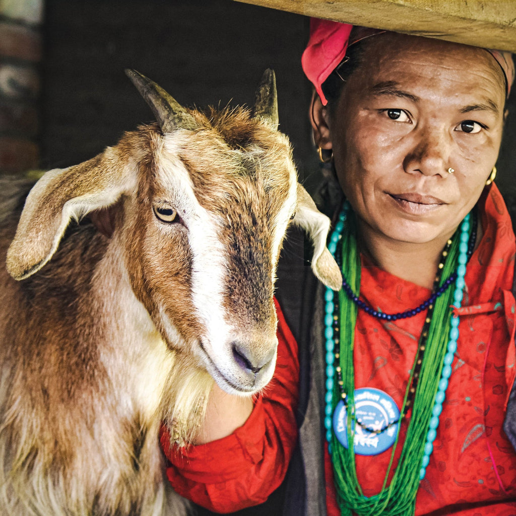 Buy a Goat | Really Useful Gifts by Tearfund Australia